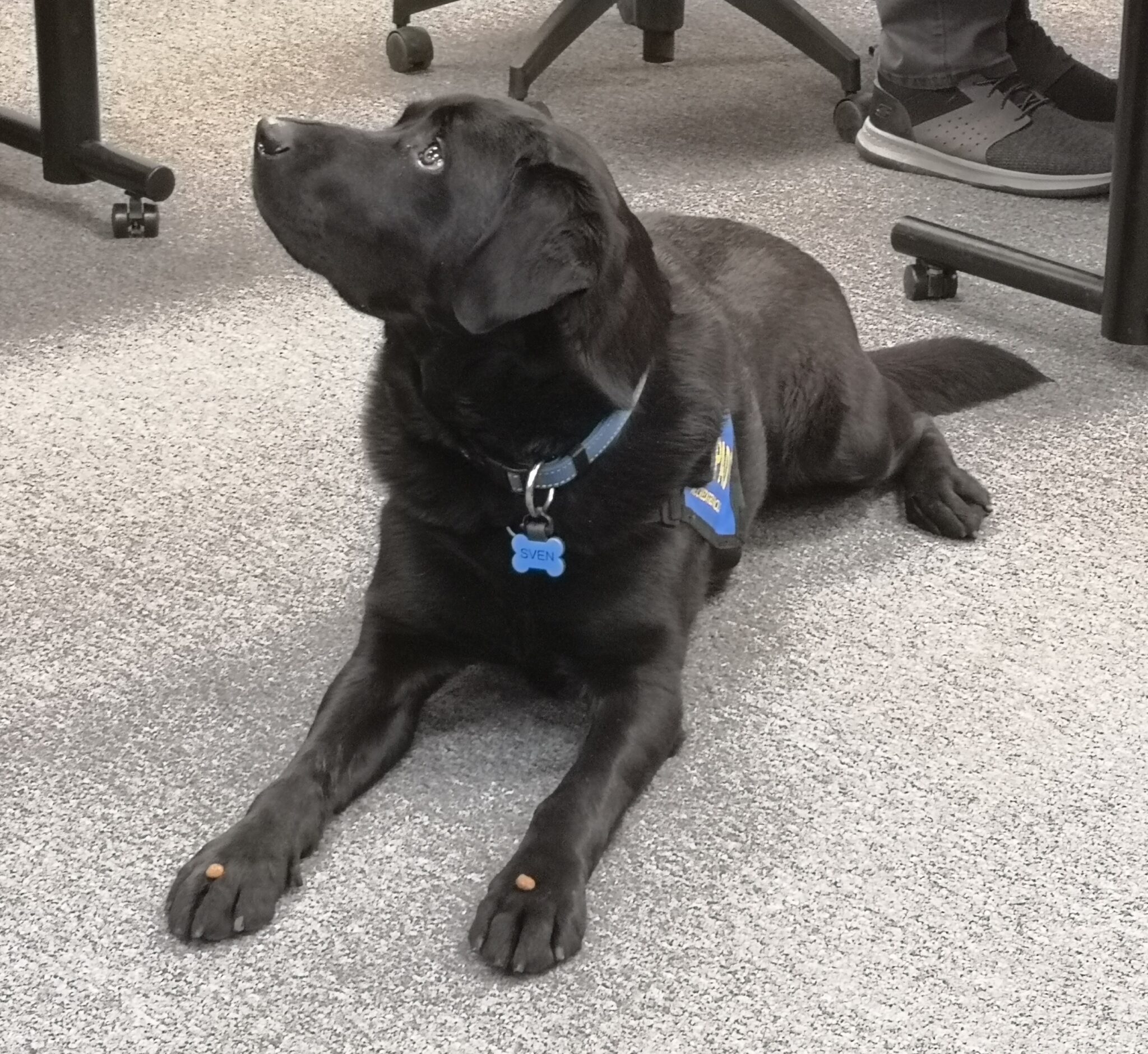 Victims of violent crime can seek comfort in Sven lovable police dog
