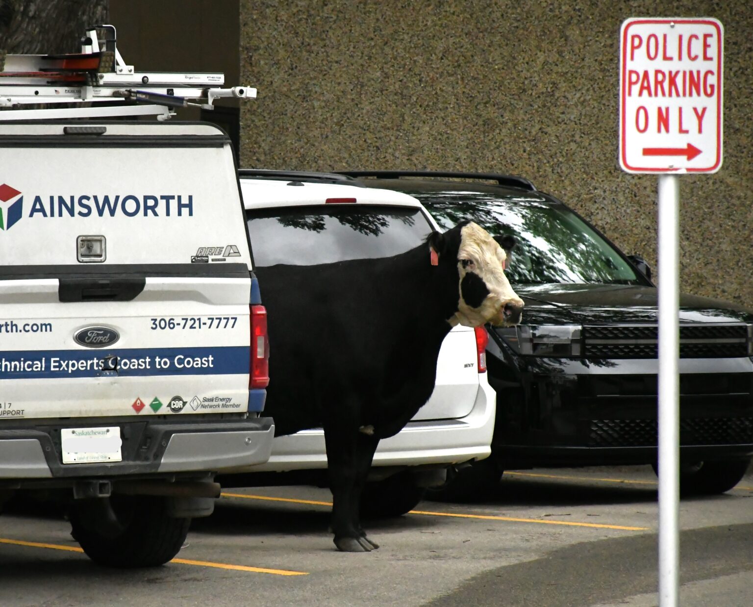 Bovine suspect evades police Moose Jaw's rogue cow epidemic